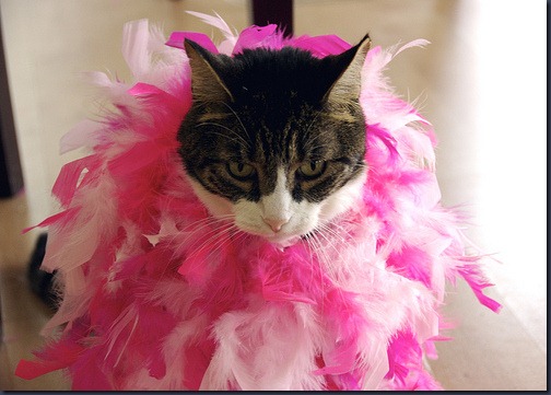 Kitty Stampede: Glamour Kitties